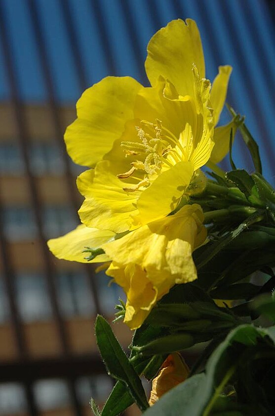 Jak vytočit lékárnici - Blog iDNES.cz