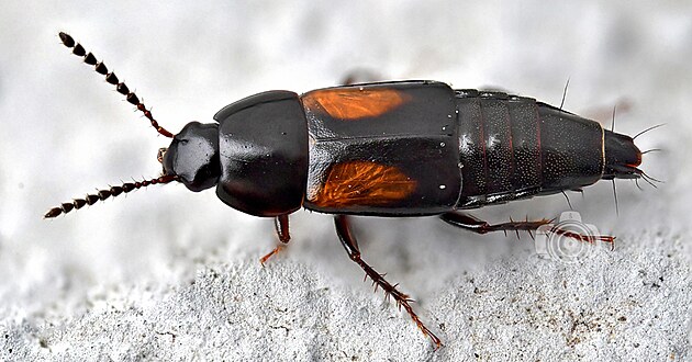 Jak jsem potkal brouky (Díl LVII. - Rokycany 9) - Blog iDNES.cz