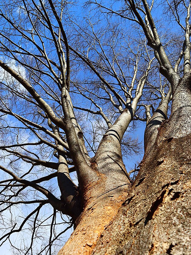 Není větvička jako větvička - Blog iDNES.cz