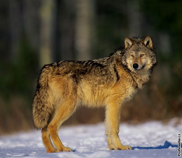 Fotogalerie: Vlk