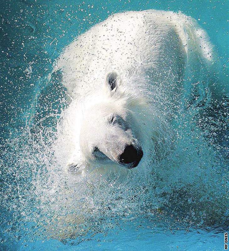Zoo chce lední medvídě - iDNES.cz