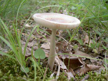 Pošvatka obecná (Amanita vaginata) - iDNES.cz