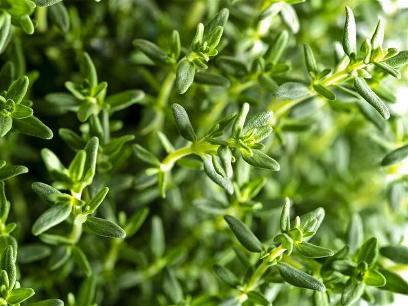 Tymián obecný (Thymus vulgaris) - iDNES.cz