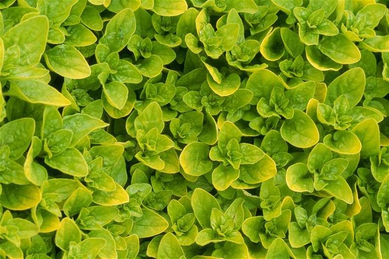 Majoránka zahradní (Organum majorana) - iDNES.cz