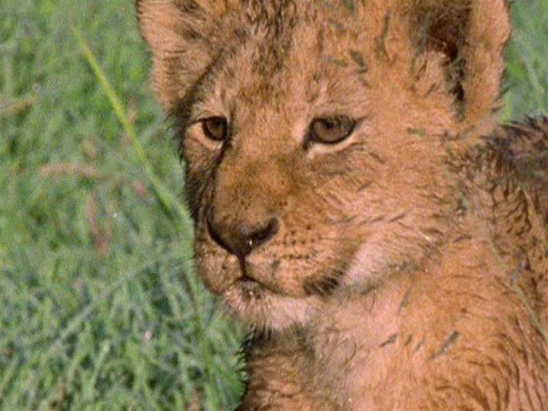 Podívejte se: savci v unikátním dokumentu BBC - iDNES.cz