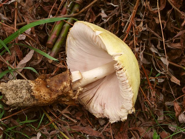 Houby rostou! - iDNES.cz