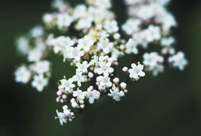 Kozlík lékařský (Valeriana officinalis) - iDNES.cz