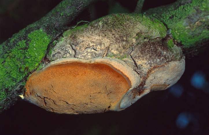 Ohňovec rybízový (Phellinus ribis) - iDNES.cz