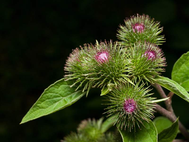 Lopuch menší (Arctium minus) - iDNES.cz