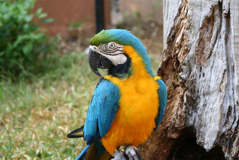 VIDEO: Papoušek ara jako inteligentní společník, který vás přežije ...