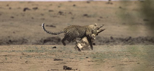 Fotograf poprvé zachytil, jak levhart rozsápal krokodýla - iDNES.cz