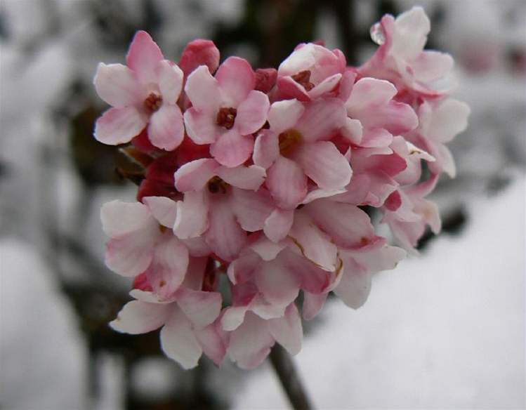 Na barborky ještě není pozdě, třeba vrbová větvička vám vykvete už za 6 ...