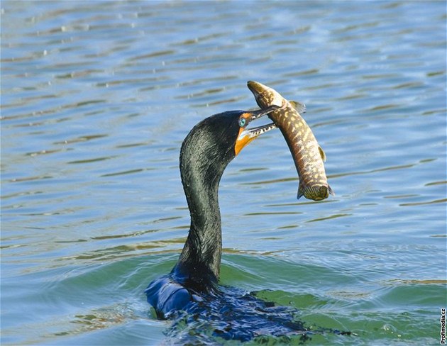Na Nise se usadili kormoráni, rybáři je chtějí kvůli pstruhům střílet ...