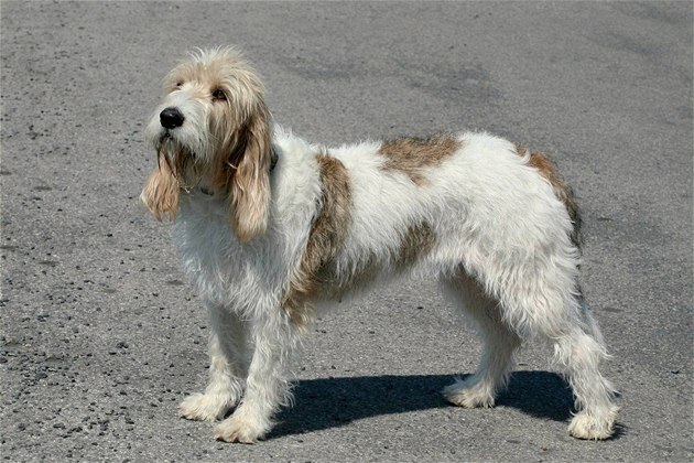 Velký hrubosrstý vendéeský baset - iDNES.cz