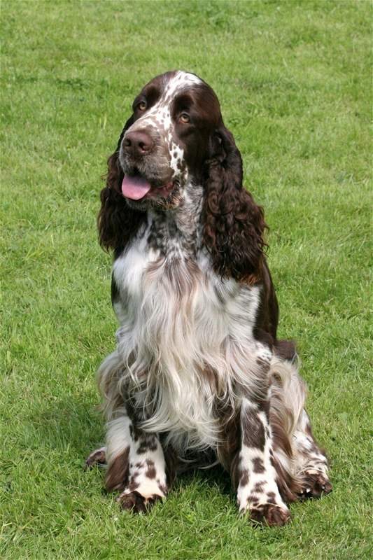 Fotogalerie: Anglický špringer španěl