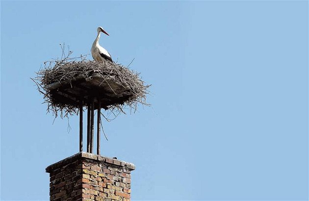 Čápi bílí se vrátili z teplých krajů, několik jich přečkalo zimu doma ...