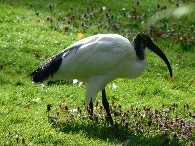 Posvátný ibis zabloudil z teplejších krajin do jihomoravské Lednice ...