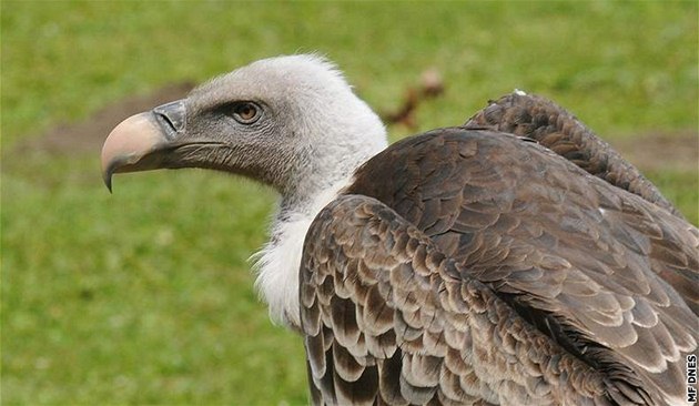 Supí detektiv v Německu zklamal, je plachý a nechce se mu létat - iDNES.cz