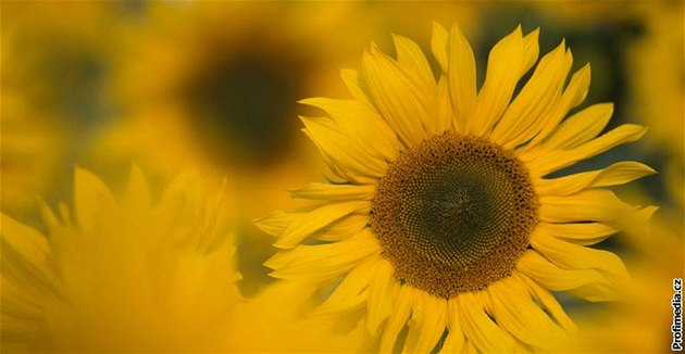 Slunečnice roční (Helianthus annuus L.) - iDNES.cz