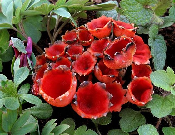 Ohnivec zimní (Microstoma protracta) - iDNES.cz