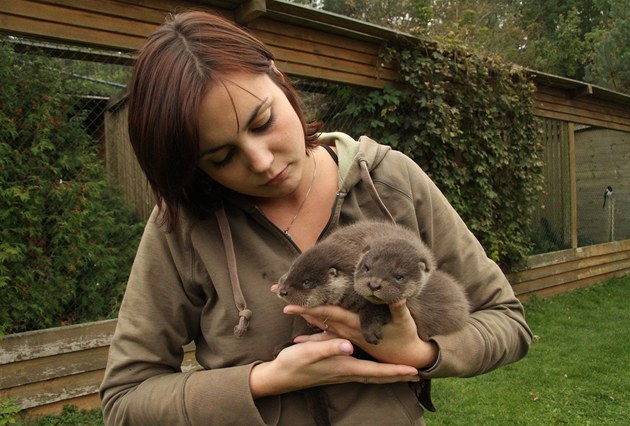 Vydří mláďata přežila, před nelítostným samcem je ochránila máma - iDNES.cz