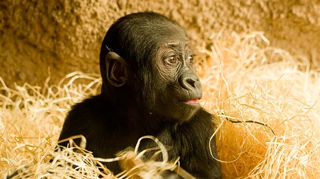 Jak znáte zvířata ze Zoo Praha? – Alíkoviny – Alík.cz