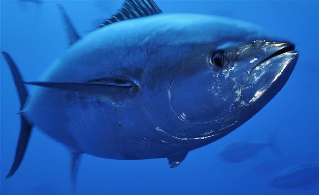 Fotogalerie: Tuňák obecný