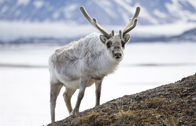 Polární sobi vidí ultrafialově, ve sněhu rozliší potravu i smečky vlků ...