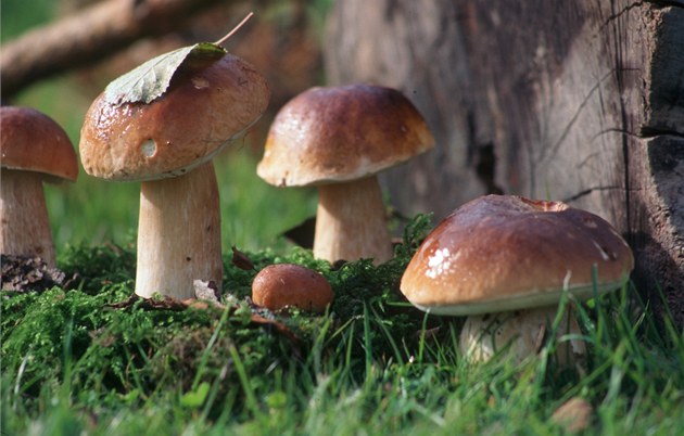 Letos poprvé rostou houby pořádně a všude. Dokonce i bělolanýže - iDNES.cz