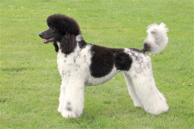 Vícebarevný pudl - iDNES.cz