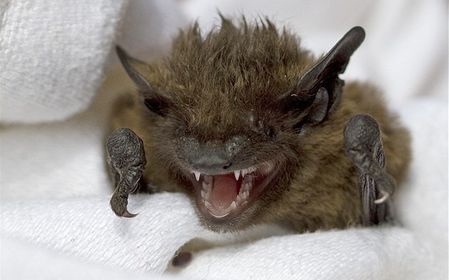 Fotogalerie: Netopýr hvízdavý odchycený v bytě v Částkově ulici v Plzni.