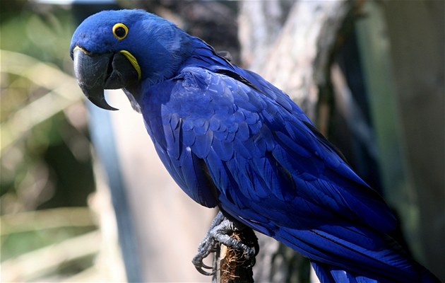 Fotogalerie: Zlínská zoo začala chovat největší papoušky. Ara ...