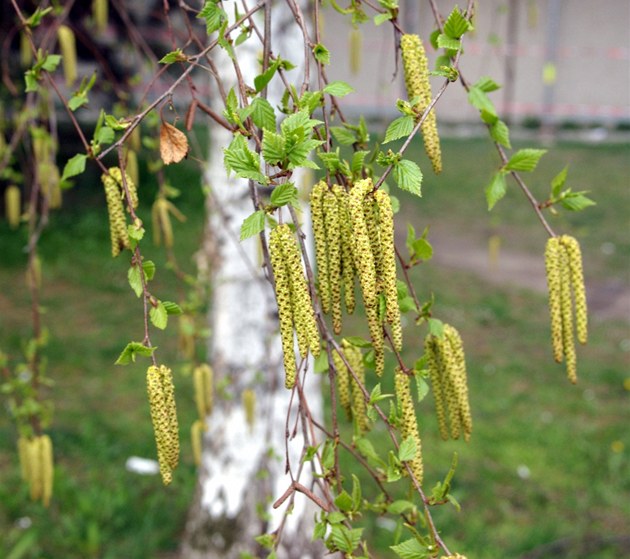 Fotogalerie: Bříza bělokorá (Betula pendula). Květy břízy jsou samčí a ...
