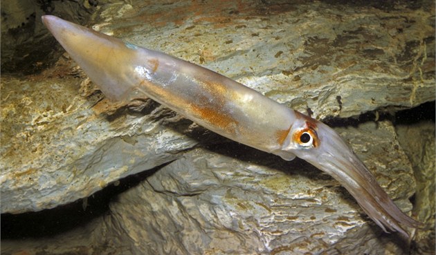 Fotogalerie: Oliheň