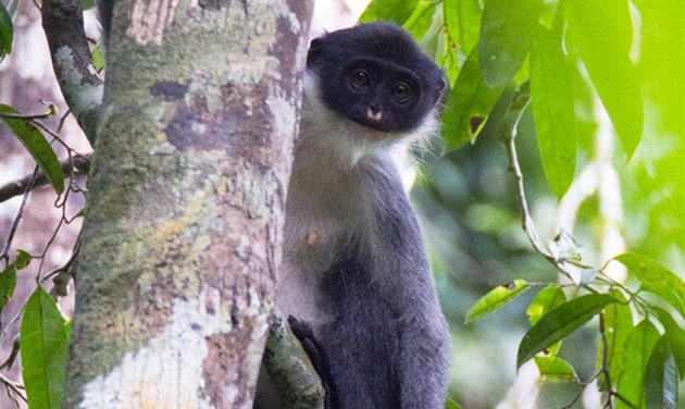 Češi se podíleli na objevu „vyhynulé“ opice, agentury na ně zapomněly ...