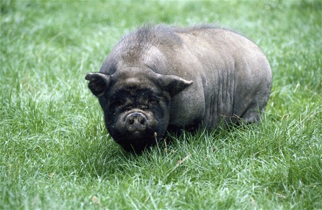 Čínu trápí tuny prasečího trusu, Australané ho v reaktoru mění v palivo ...