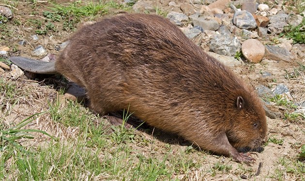 Ochránci přírody vysvobodili z přepadu přehrady flegmatického bobra ...