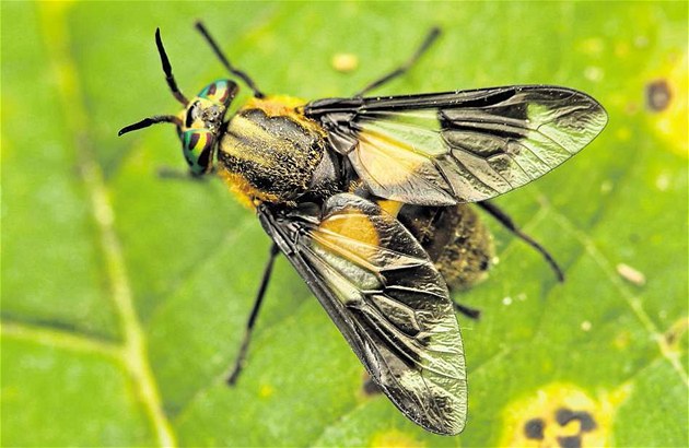 Ovádi se letos přemnožili, jsou agresivnější než obvykle - iDNES.cz