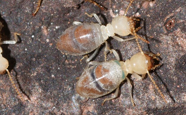 Důchod podle termitů? Staří slouží jako sebevražedné bomby, objevili ...