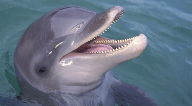 VIDEO: I delfín umí kousnout, zjistila šokovaná osmiletá holčička ...