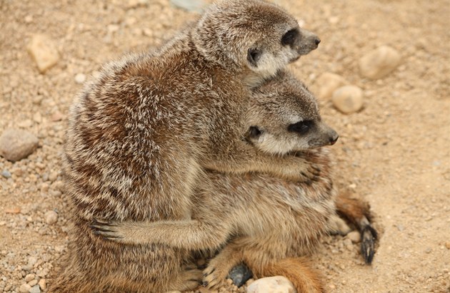 Fotogalerie: Suché savany, pouště a polopouště jsou domovem surikat ...