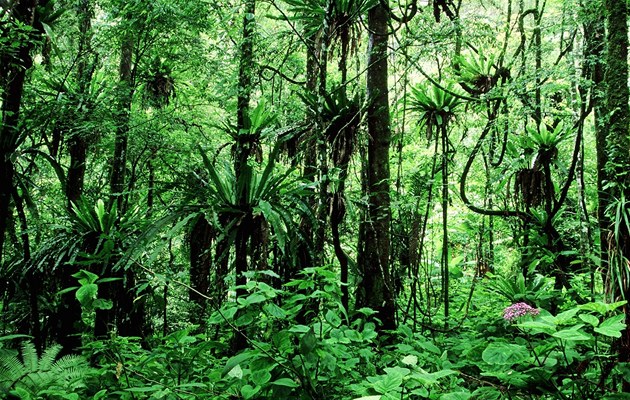 Spasí smartphony deštné pralesy? Speciální aplikace rozpozná zvuk pily ...