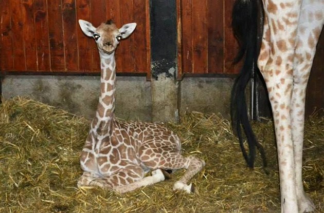 Žirafí mládě v brněnské zoo stále bojuje o život, rozhodne víkend ...