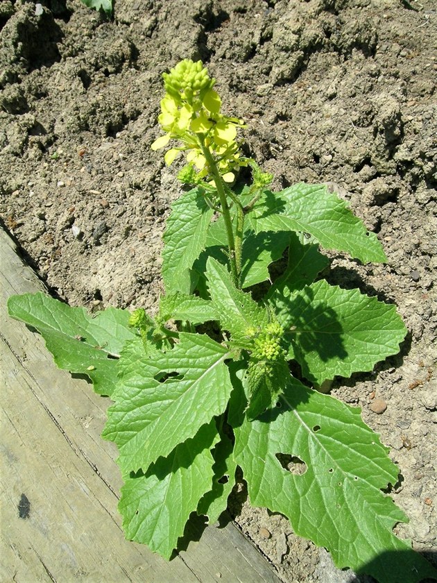 Fotogalerie: Hořčice rolní (Sinapis arvensis), jednoletý jarní plevel ...