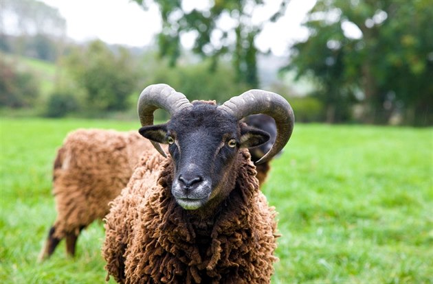 Beran napadl v Příbrami ženu, záchranáře k ní odmítal pustit - iDNES.cz