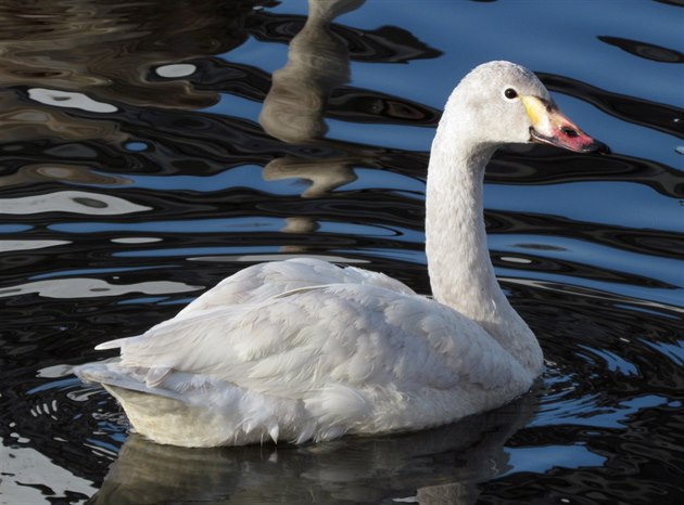 Vzácná labuť malá zabloudila do Budějovic. Vidět ji můžete na Vltavě ...