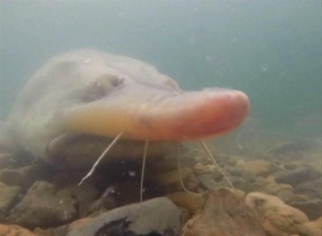 Čínský rybář chytil obřího jesetera, než ho pustí zpět, bude ho léčit ...