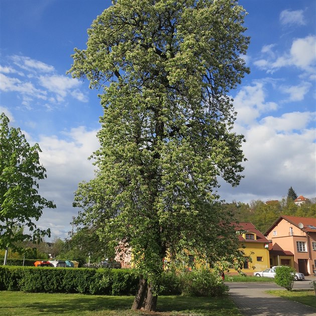 V sobotu můžete při vyjížďce na kole po Praze poznat zajímavé stromy ...