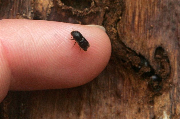 Nebývalé sucho kůrovci svědčí. Loni škodil zejména v nížinách kraje ...