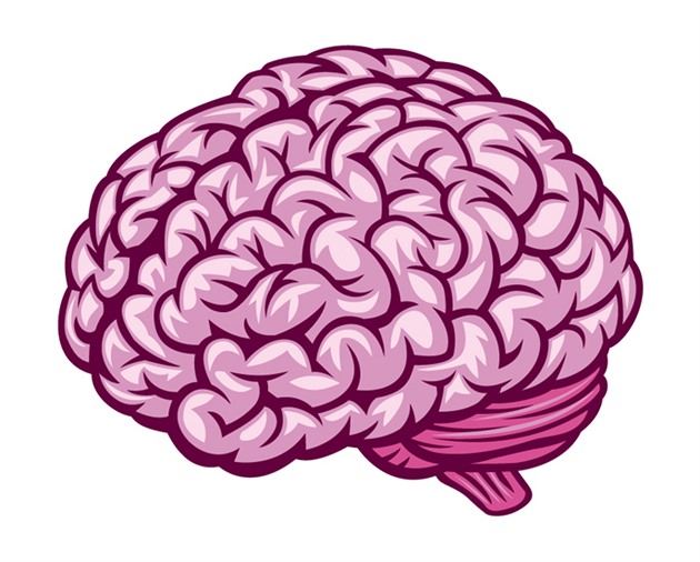 Jak složitý je mozek? Stavebnice pro fajnšmekry překvapuje vědce i dnes ...